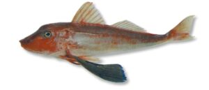 Red Gurnard | Recipes For Food Lovers Including Cooking Tips At ...